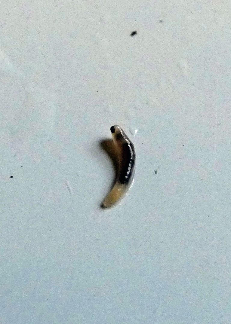 What To Do About Maggots In Fruit: How To Prevent Fruit Maggots ...