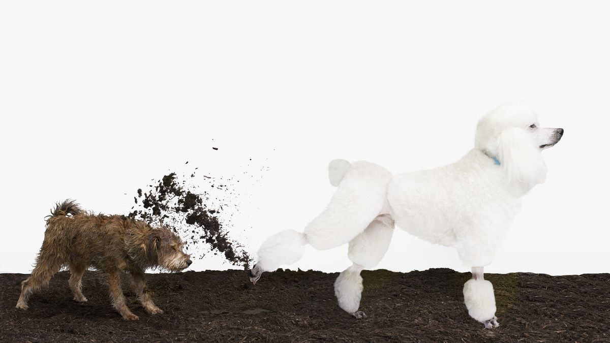 32 funny things dogs do | PetsRadar