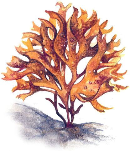 A simple guide to the seaweed of Britain – how to spot it, how to cook ...