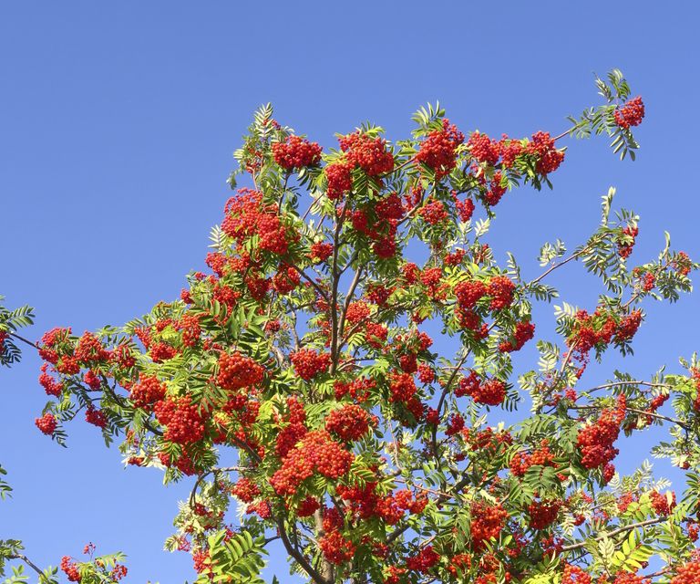 What's your birth month tree? All 13 explained | Homes and Gardens