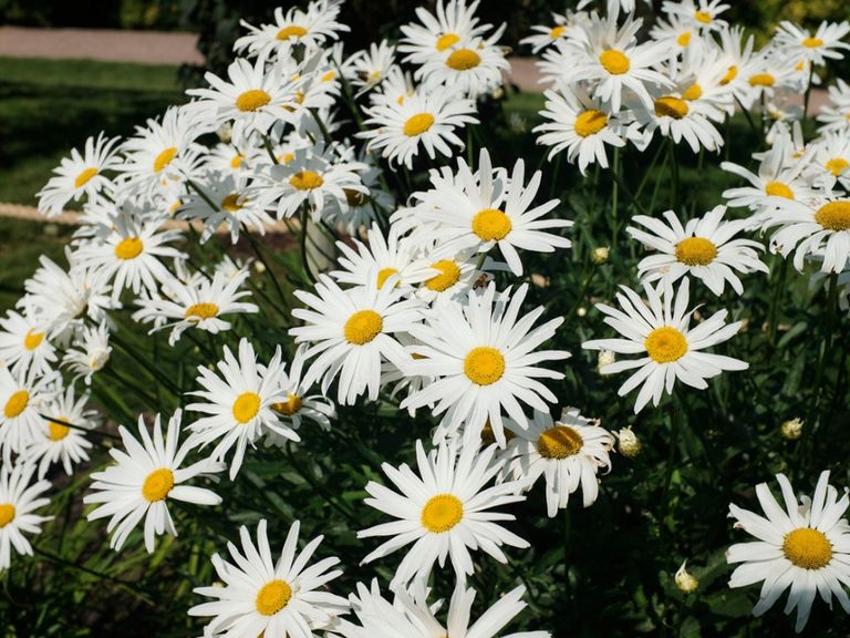 What Is A Daisy Garden: Learn How To Grow A Daisy Garden | Gardening ...