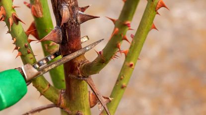 An expert guide on how to prune roses to maximise blooming | Woman & Home