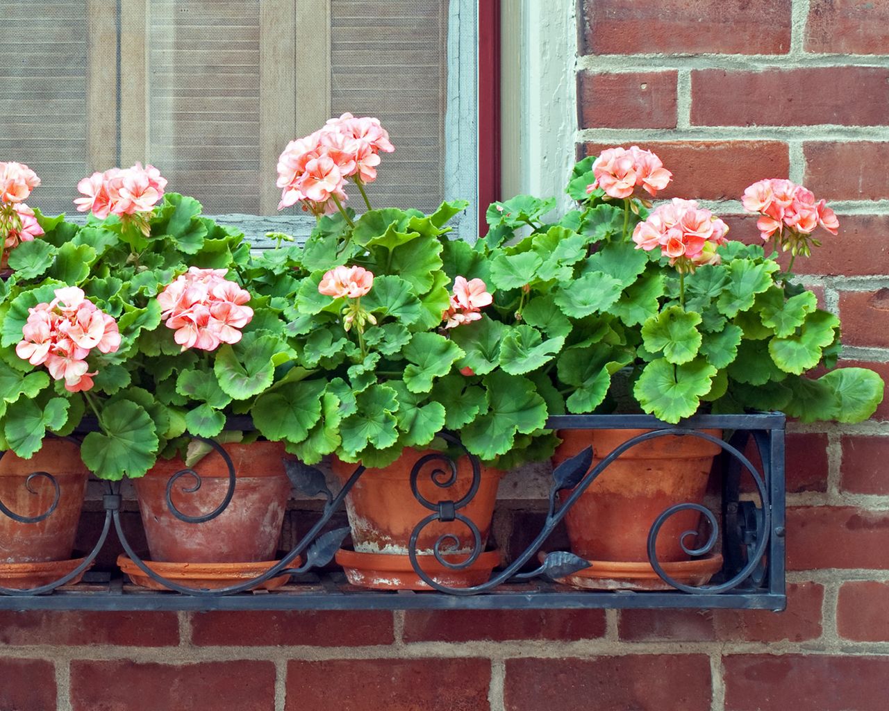 How To Keep Geraniums Blooming All Summer – And Through Fall ...