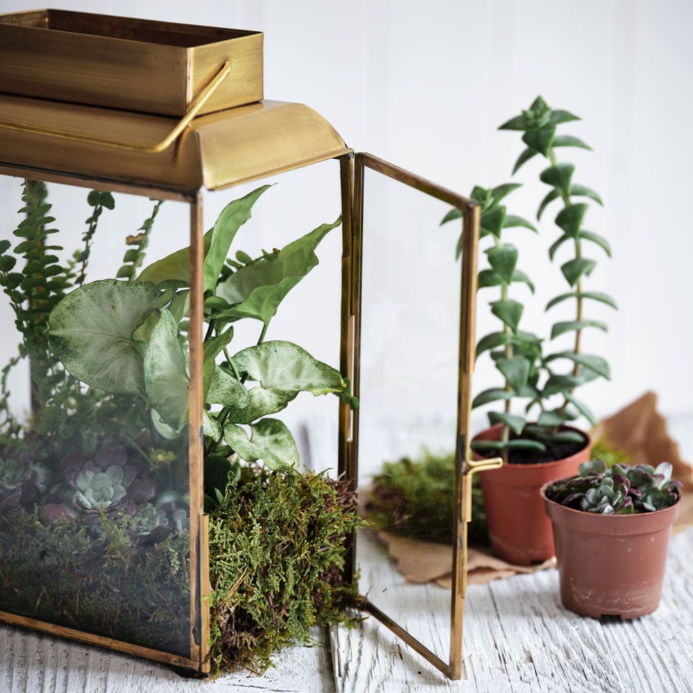 How to make a lantern terrarium – perfect Christmas centrepiece or gift ...