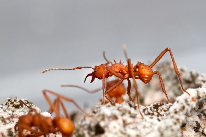 Ants News - all the latest about Ants - Page 5 | Live Science
