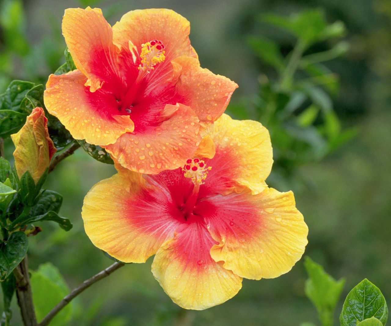 8 Luckiest Lunar New Year Plants For The Year Of The Dragon | Gardening ...