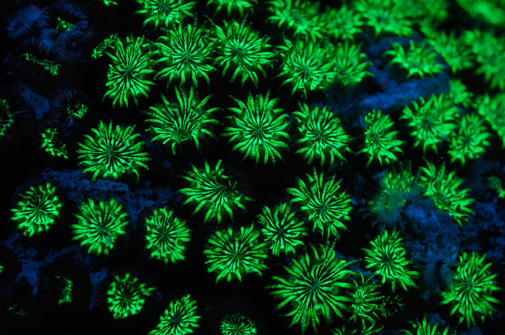 Bioluminescence: Where to go to see this incredible natural display ...