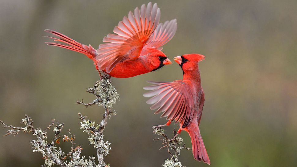 Best bird song identification apps in 2025 — Easily identify bird calls ...