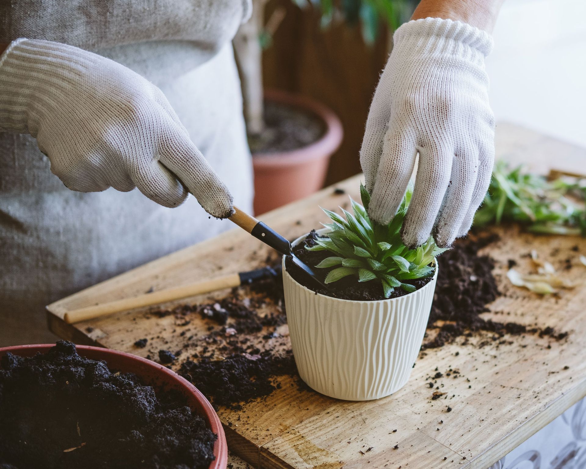 How to care for succulents: 7 essential expert tips | Real Homes
