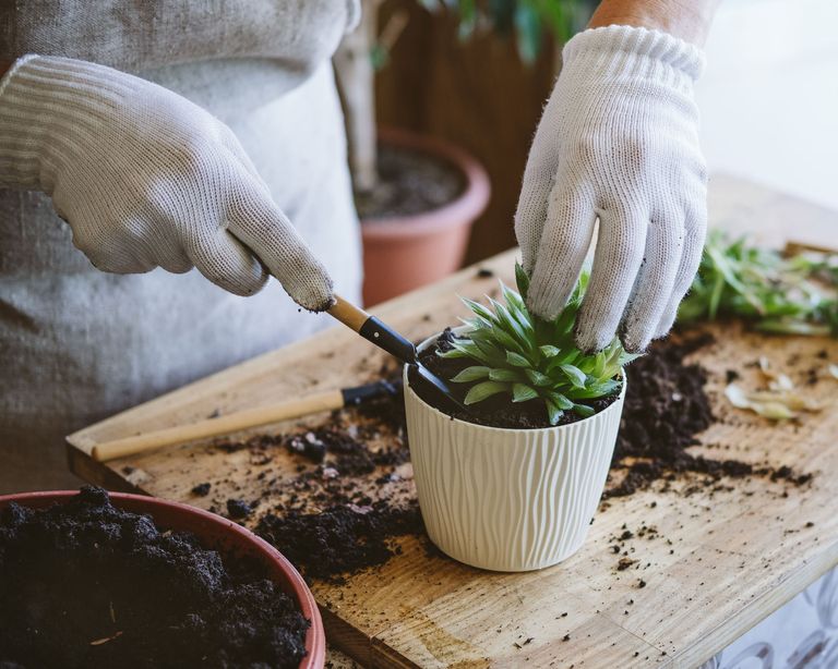 How to care for succulents: 7 essential expert tips | Real Homes