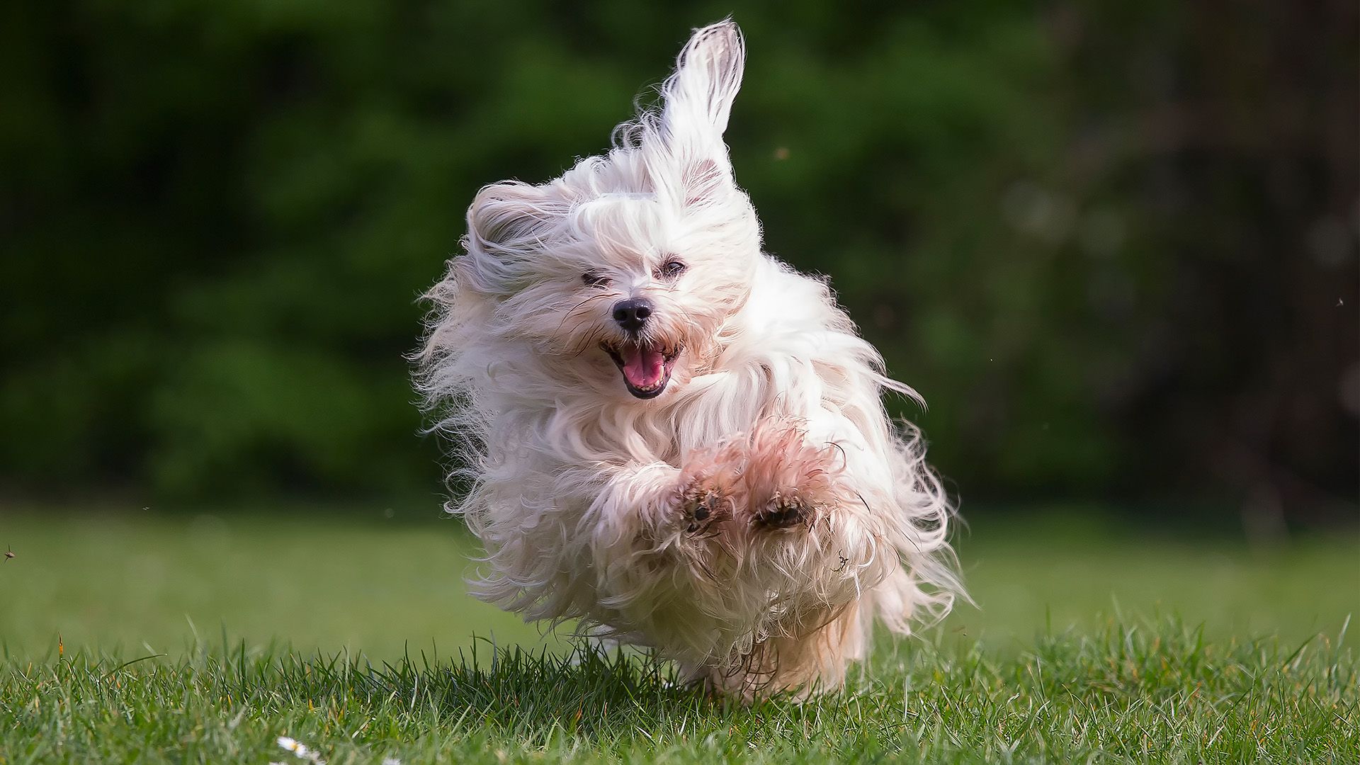 Havanese: Breed profile and information | PetsRadar