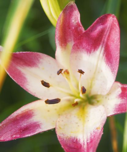 Types of lilies: 16 gorgeous varieties to choose from | Gardeningetc