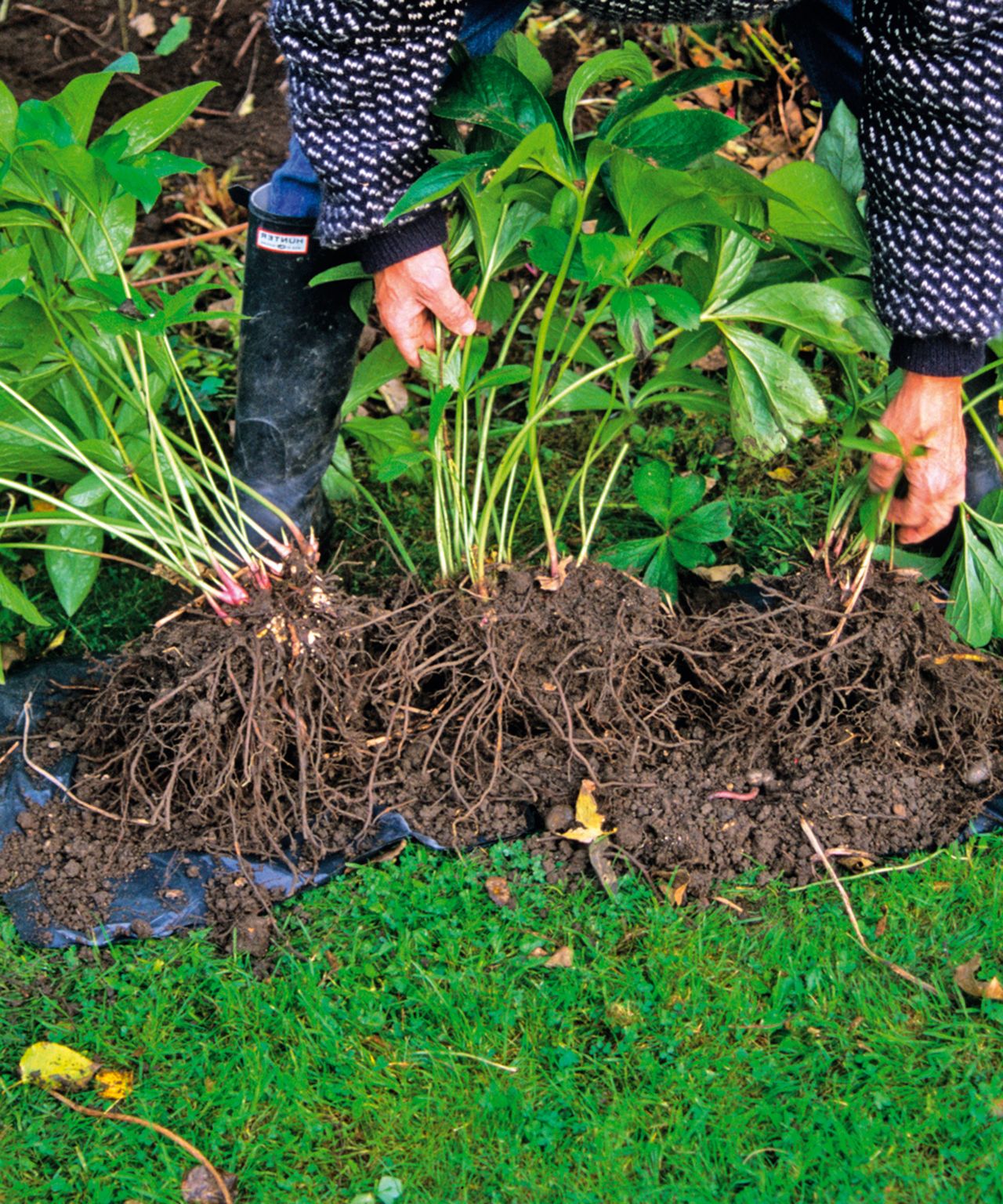 Hellebores care and growing guide: tips for these plants | Homes and ...