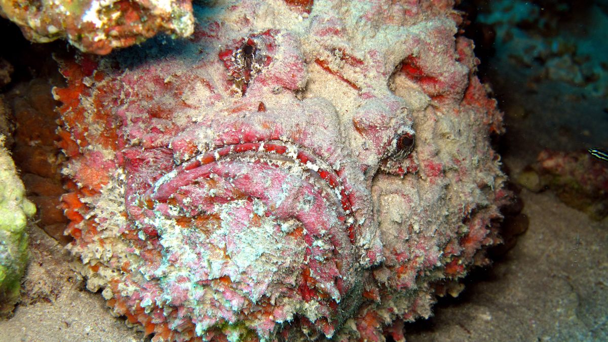 32 of the most venomous animals in the world | Live Science