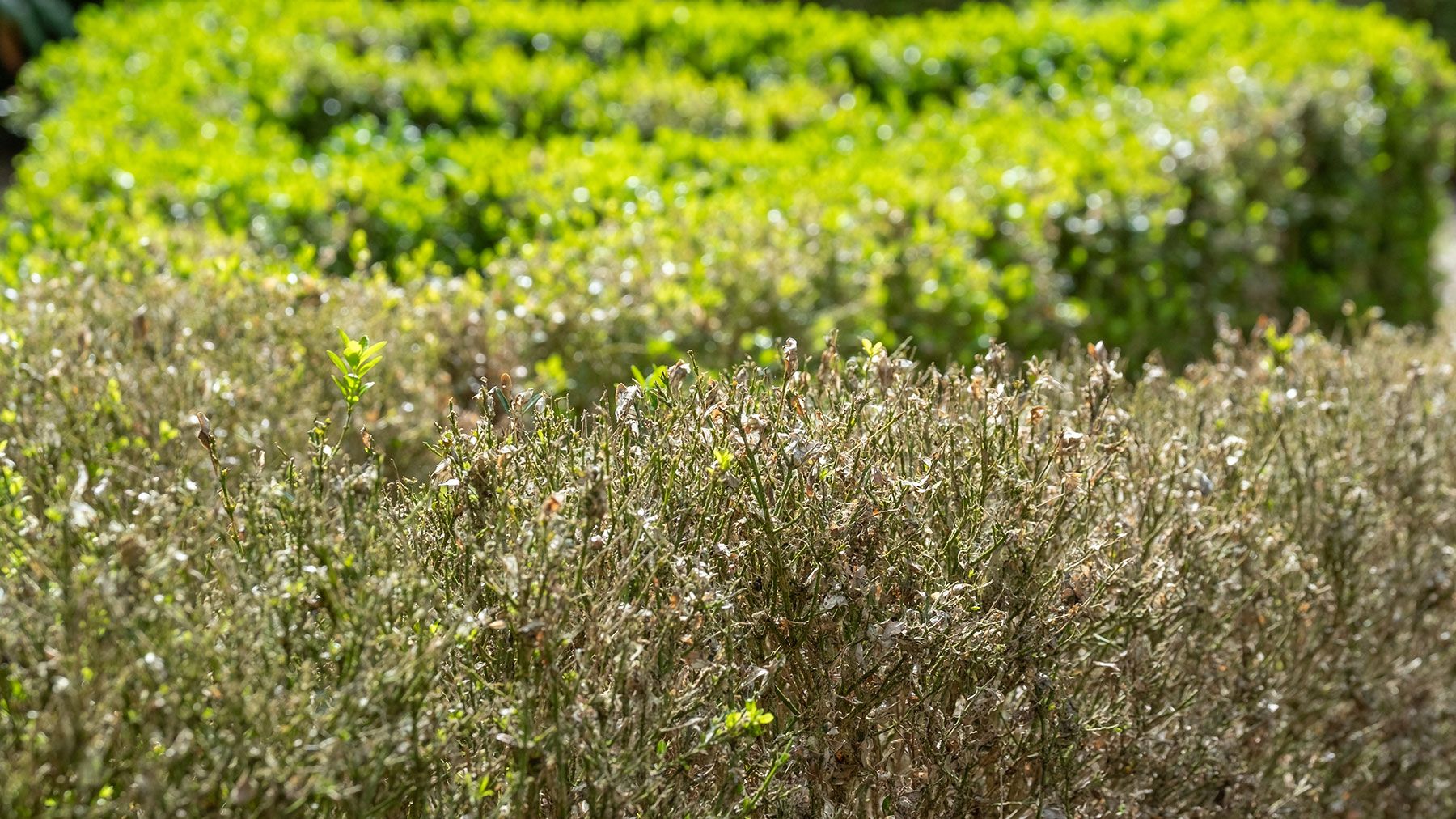 3 most common garden problems to look out for in June, according to a ...