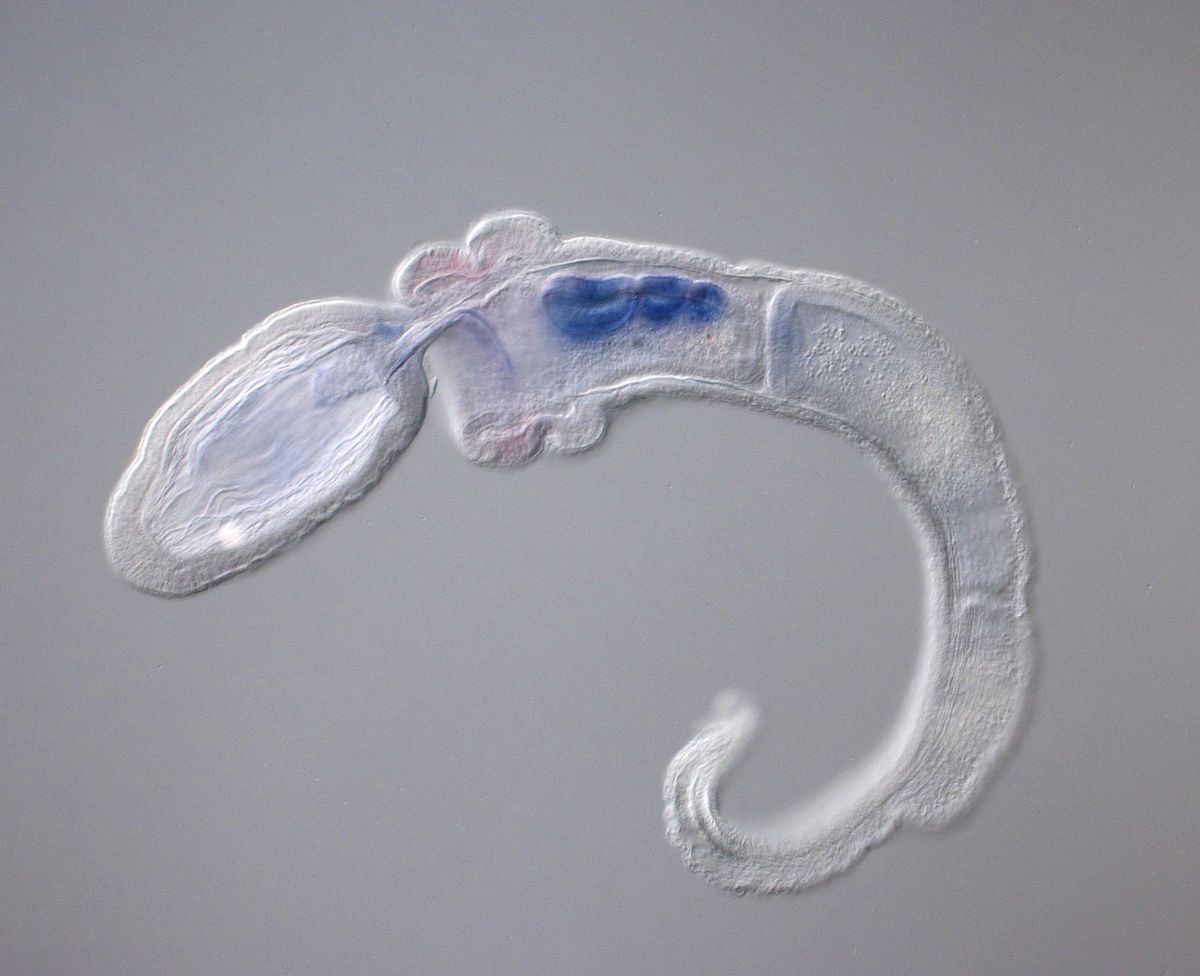 You Share 70% of Your Genes with This Slimy Marine Worm | Live Science
