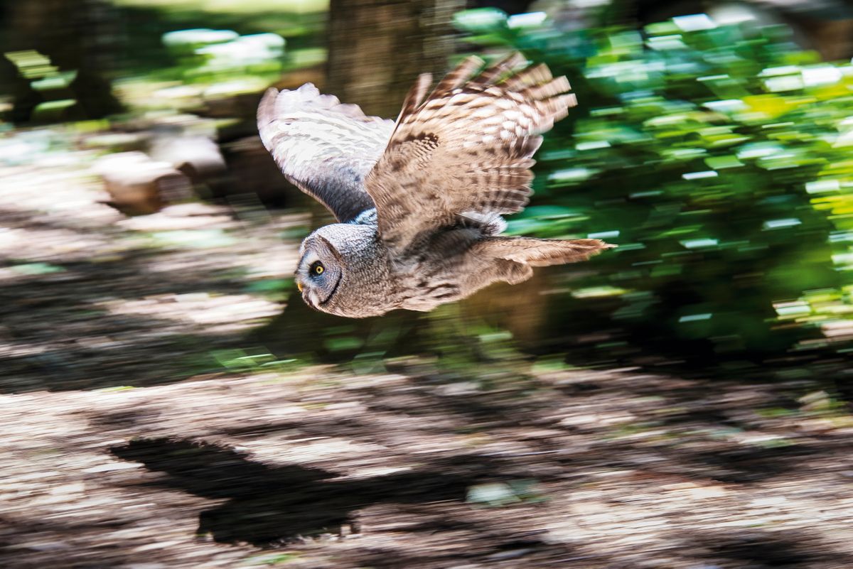 Wildlife photography techniques, tips and tricks - 77 photography tips ...