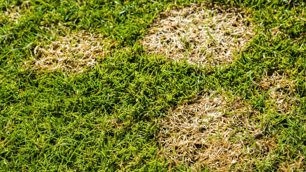 What is snow mold and how can I protect my lawn from it this winter ...