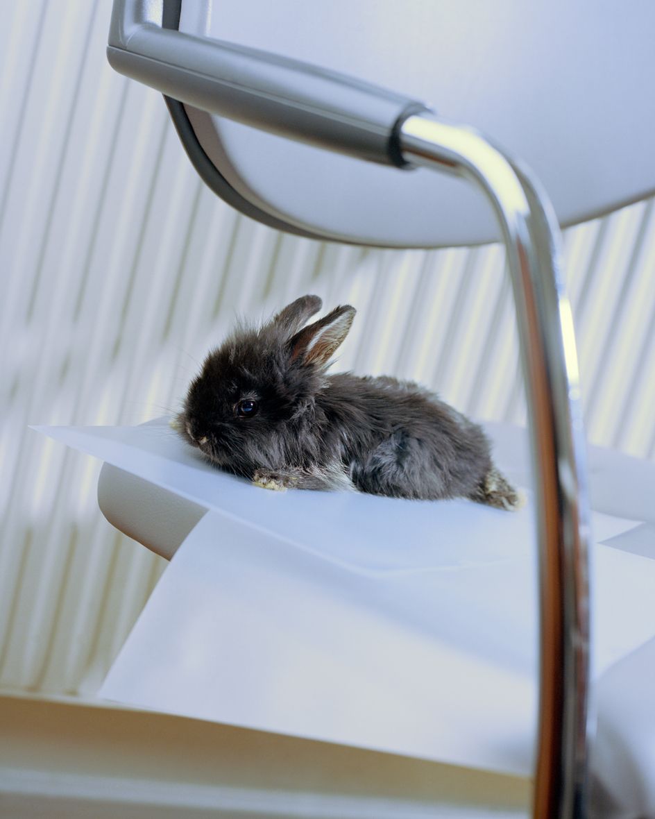 Nicolas Haeni’s bunny-meets-office photography series | Wallpaper