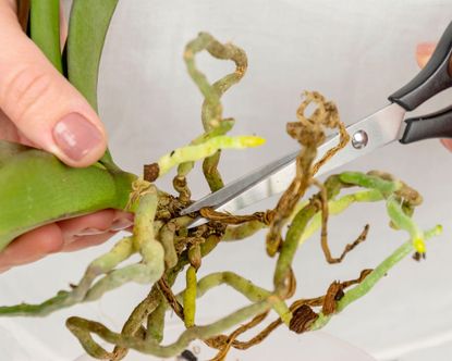Orchid root rot: common causes and how to solve it | Gardeningetc