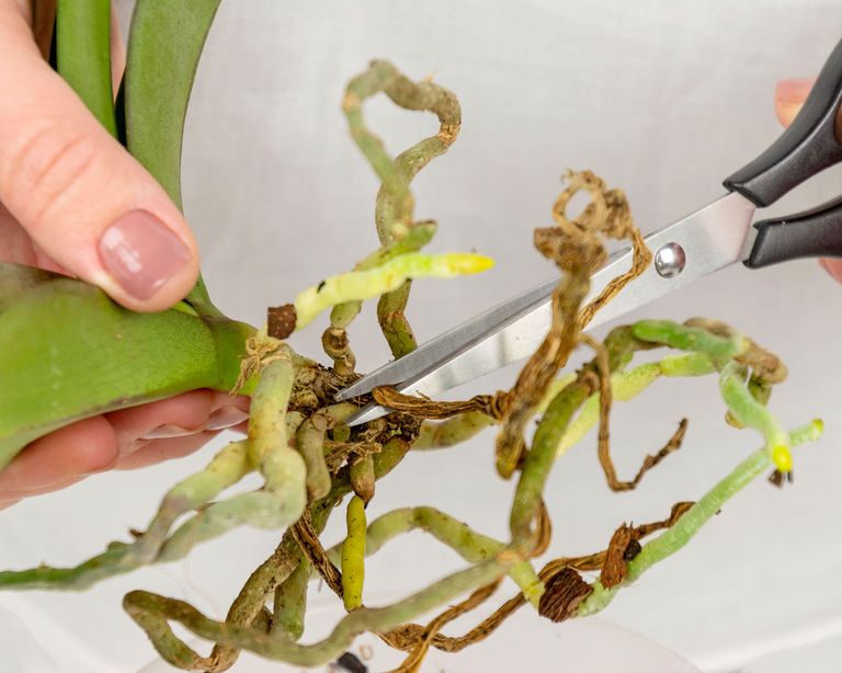 Orchid root rot: common causes and how to solve it | Gardeningetc