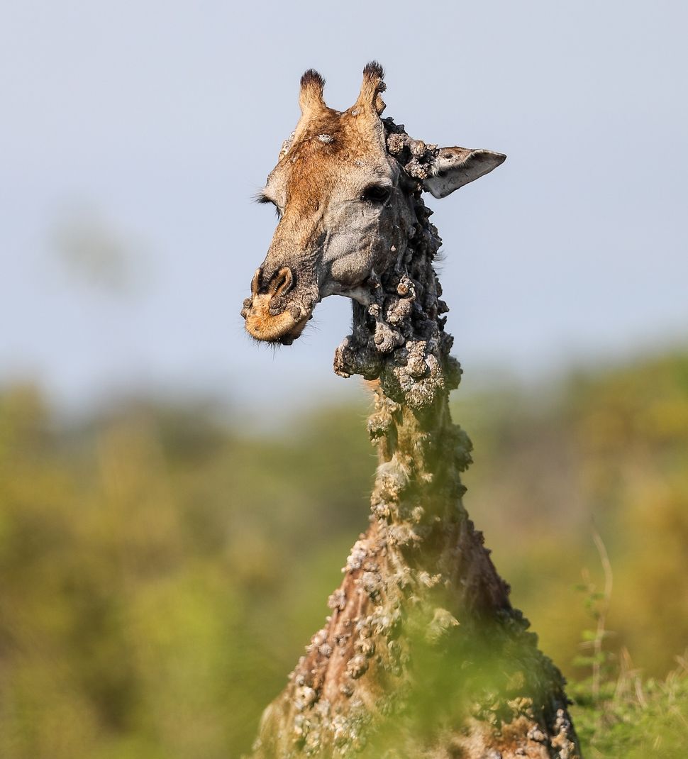 See heartbreaking photos of 'bumpy' giraffe in South Africa with viral ...