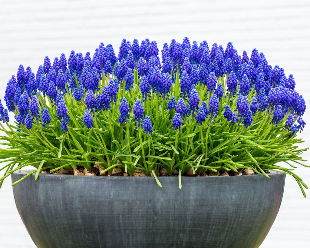 Spring container ideas: 18 ways to add stunning color | Gardeningetc