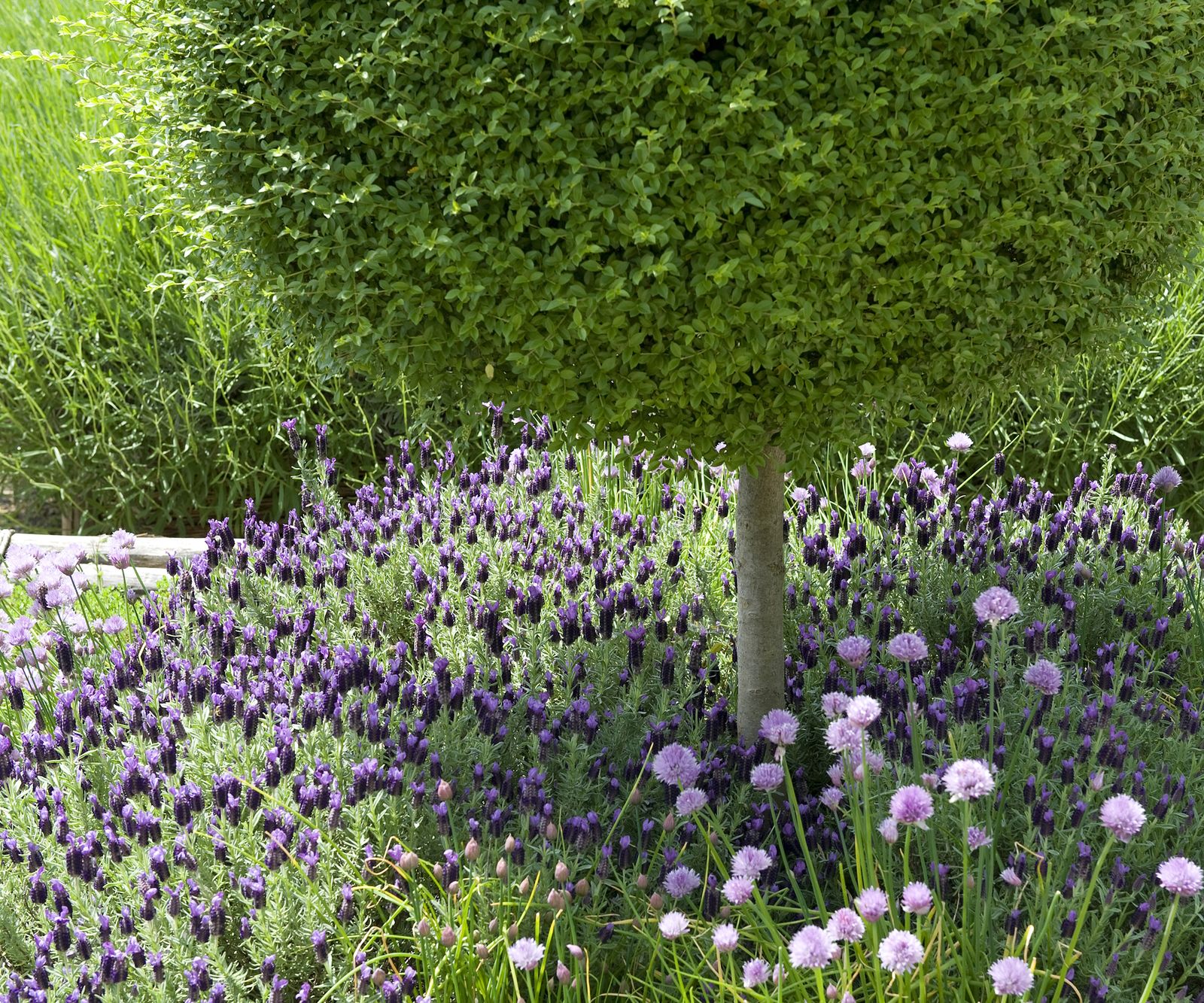 6 full sun ground cover plants: for sunny and dry yards | Homes and Gardens