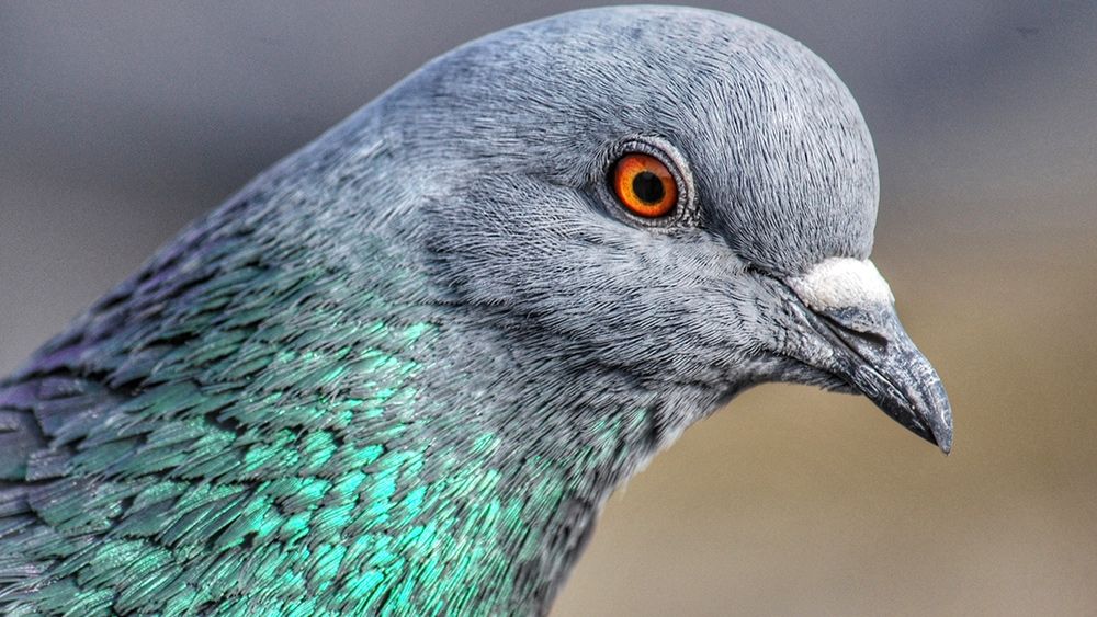 $1.2m for a photo of a pigeon? | Creative Bloq