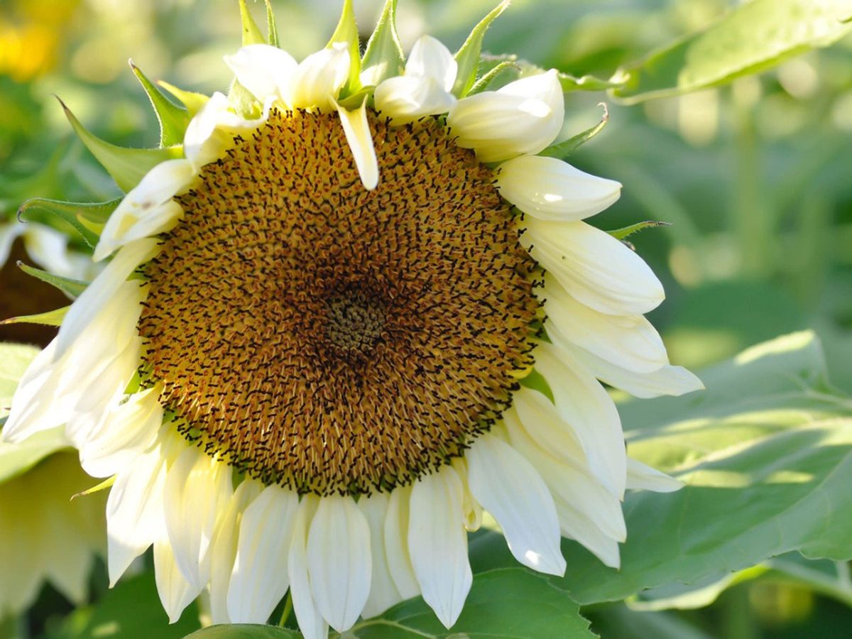 Are There White Sunflowers: How To Grow White Sunflowers In Gardens ...