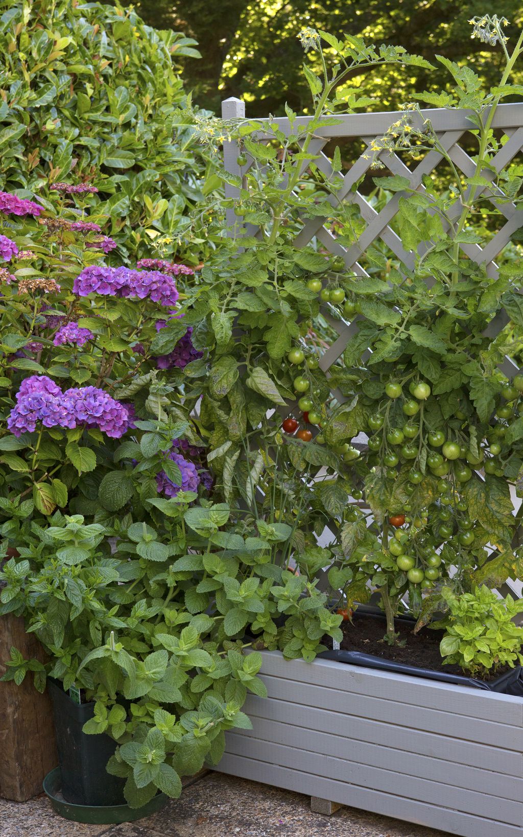 Small vegetable garden ideas: 15 ways to maximize your space | Homes ...