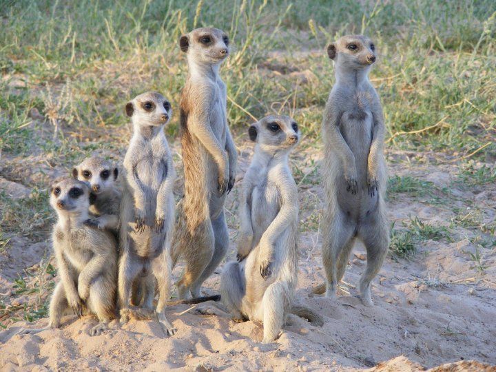 Calling Card: Meerkats Can Identify Another by Voice Alone | Live Science