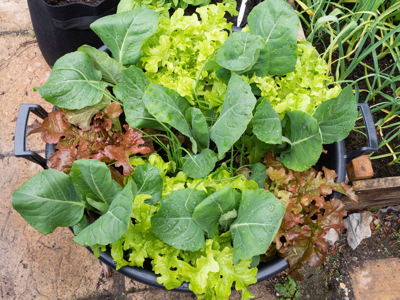 The 7 Things You Should do to your Container Garden in April | Livingetc