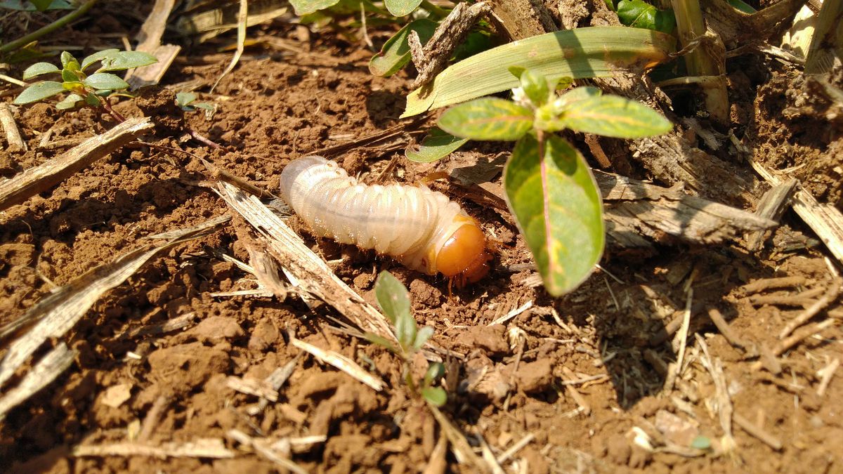 How to get rid of lawn grubs for a pest-free backyard | Tom's Guide