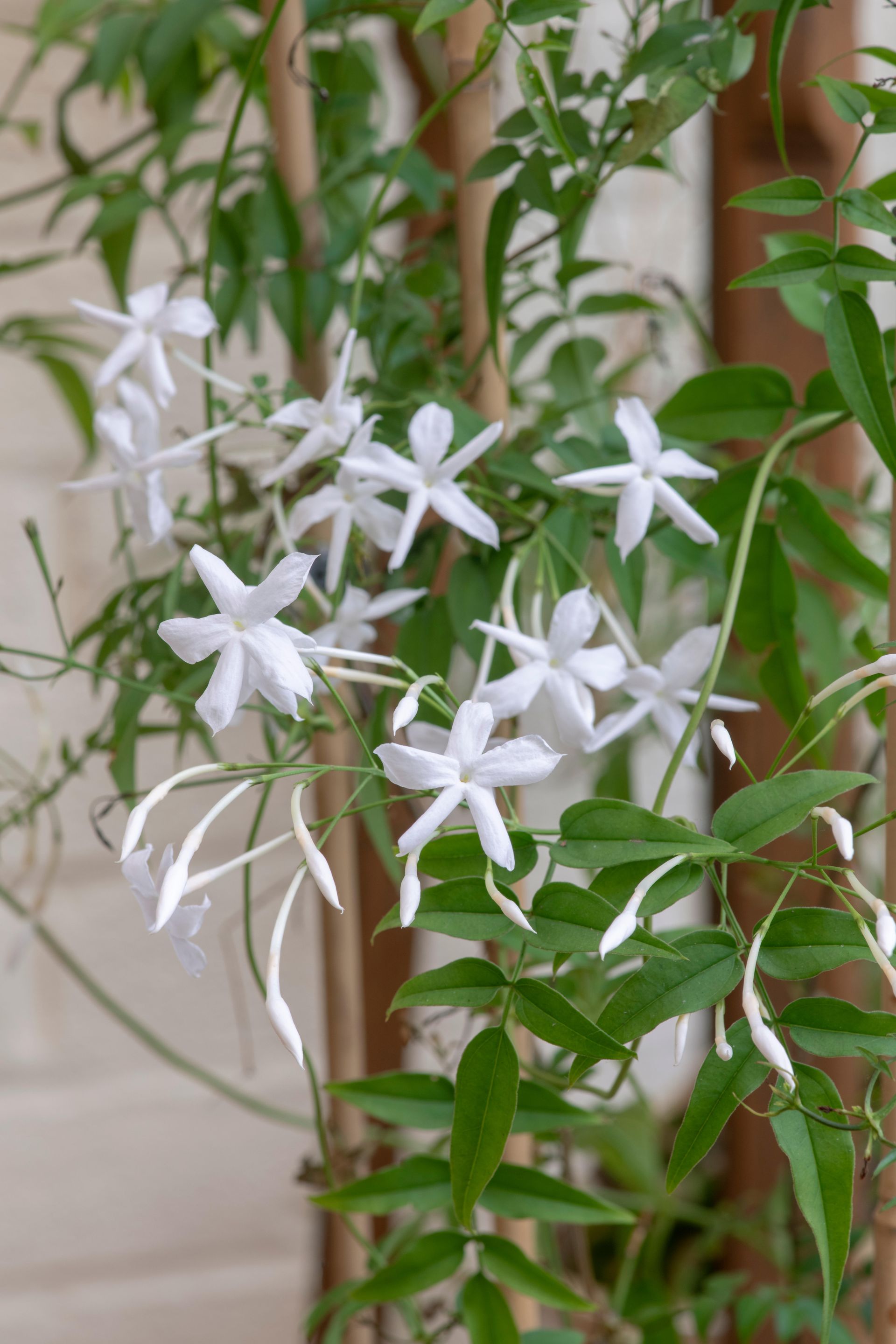Best flowering climbers: 10 top flowering climbing plants | Homes and ...