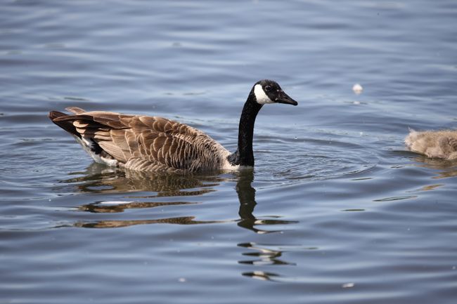 Sigma 500mm F4 DG OS HSM Sports review | Digital Camera World