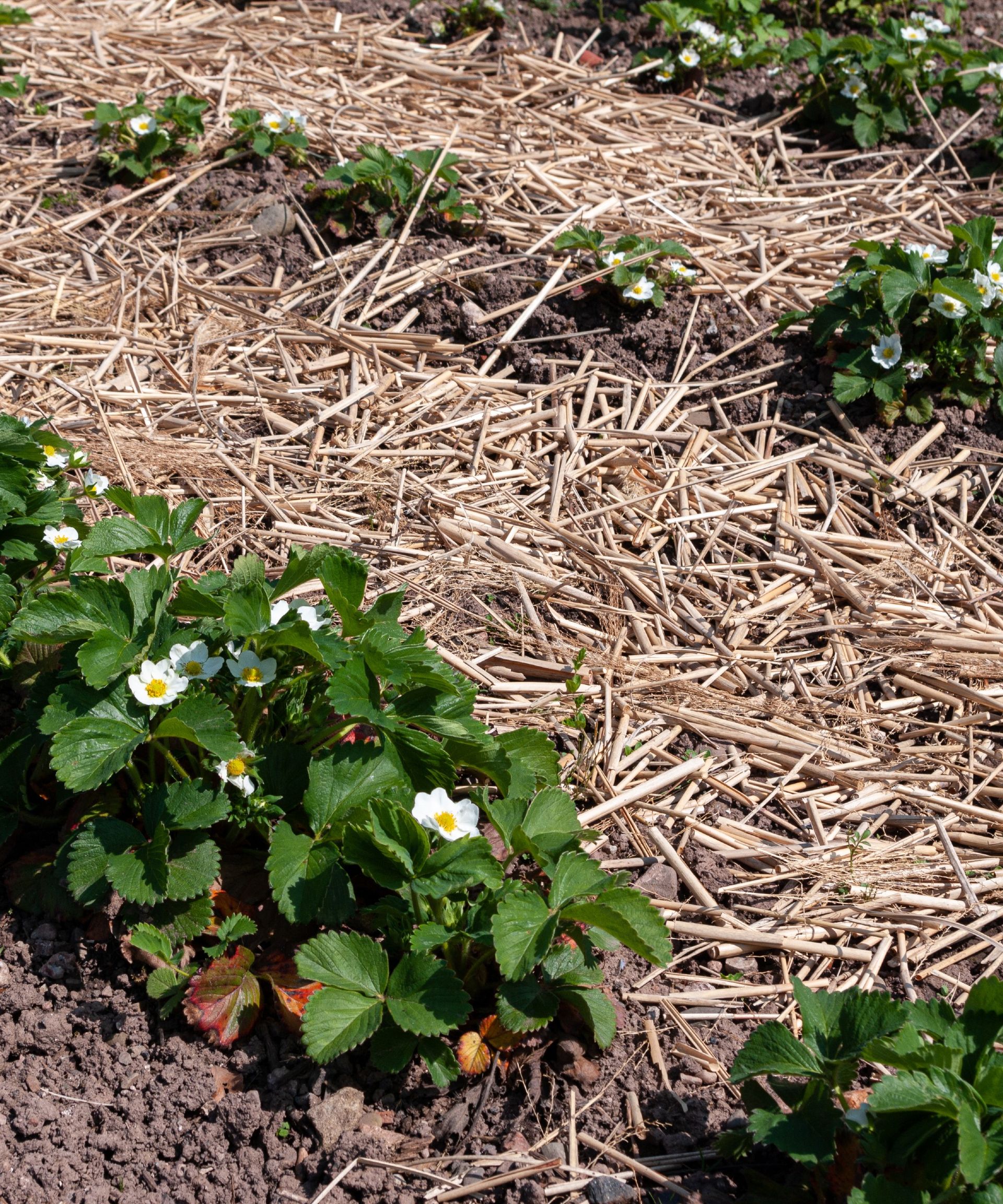Using straw in the garden: expert tips for success | Homes and Gardens