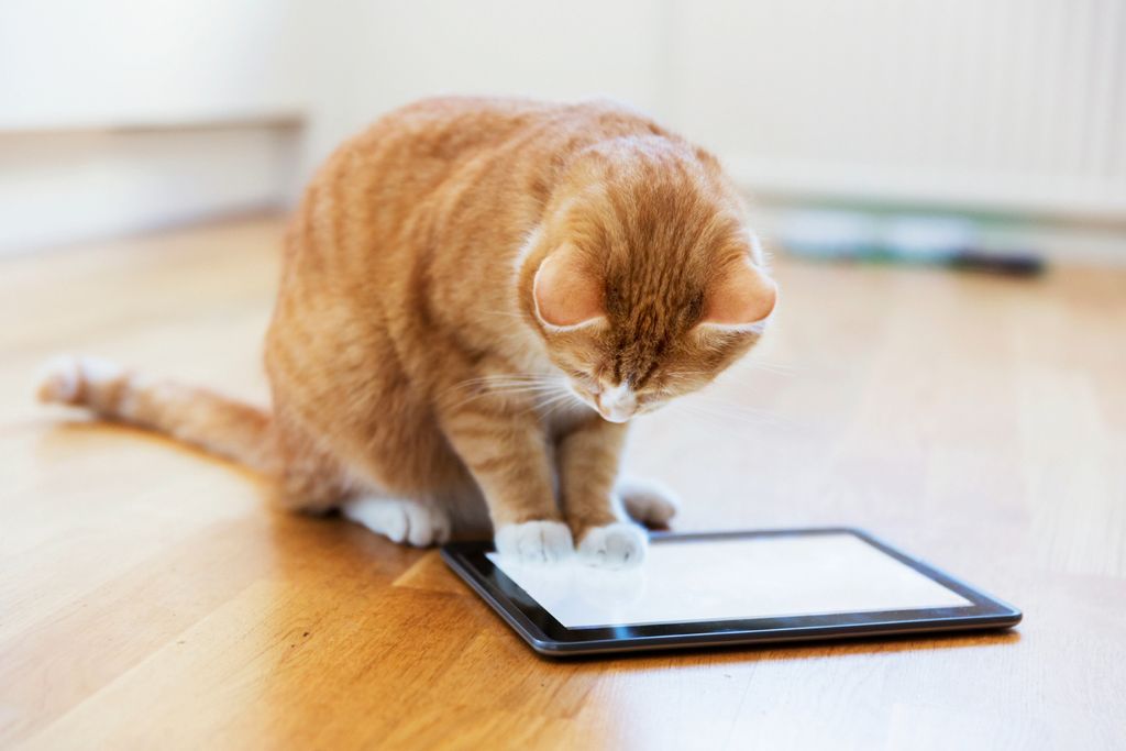 Why does my cat watch TV? An expert reveals the answer and whether it’s ...