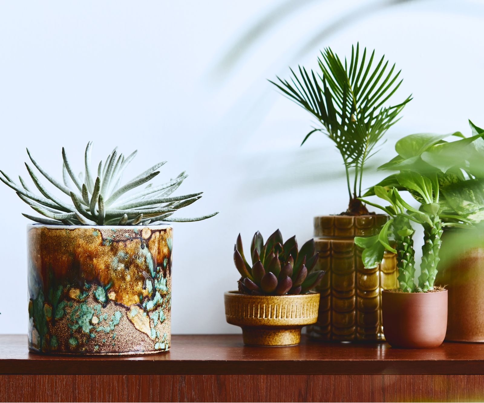 Houseplant trends 2025: 7 indoor plant trends for the year | Homes and ...