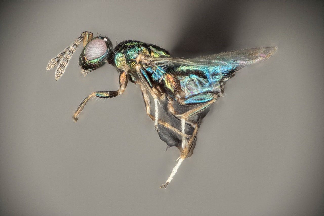 'Crypt-Keeper Wasp' Turns Its Host into a Self-Sacrificing Zombie ...