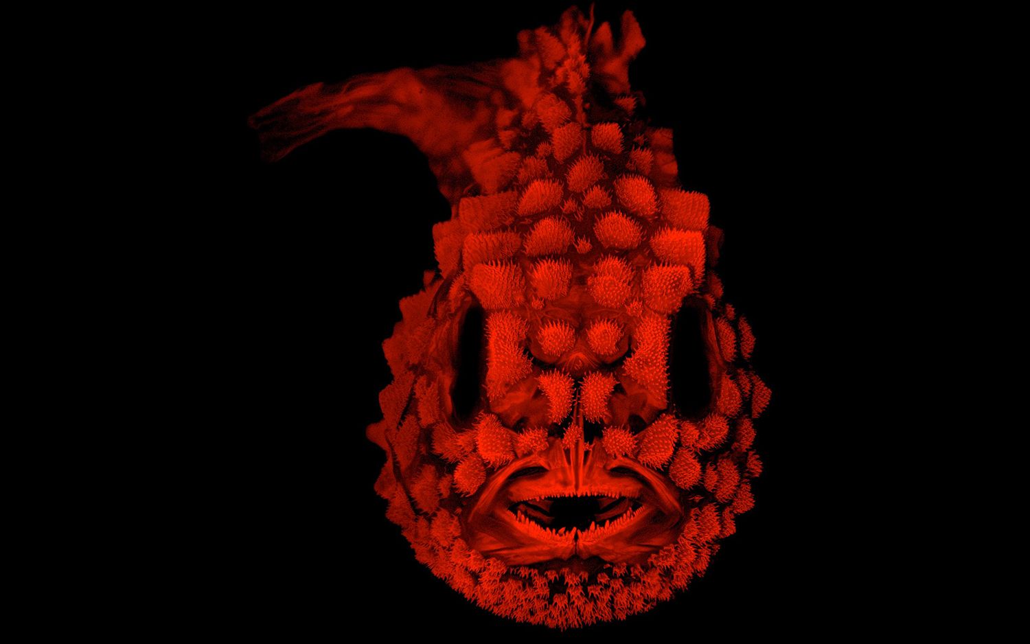 'Demonic' Fish Glows in Eerie Photo | Live Science