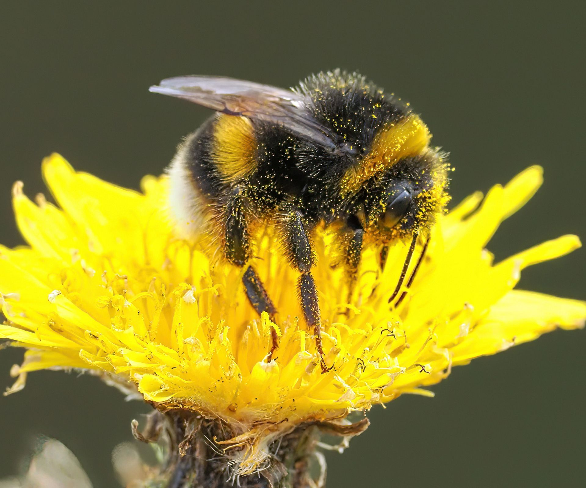 How to attract bees to your garden: 7 simple methods | Homes and Gardens