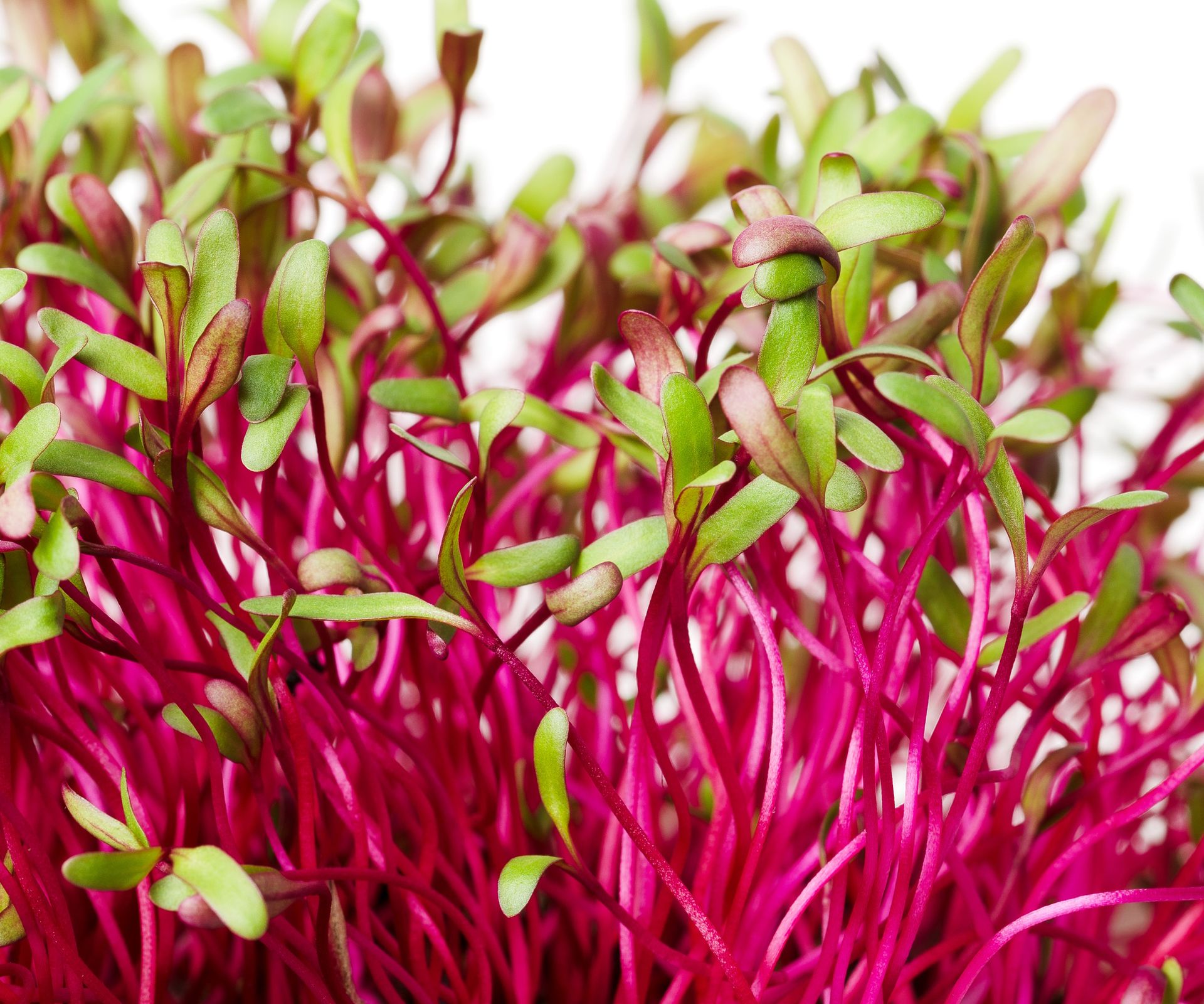 Best microgreens to grow indoors: 11 easy crops to try | Homes and Gardens