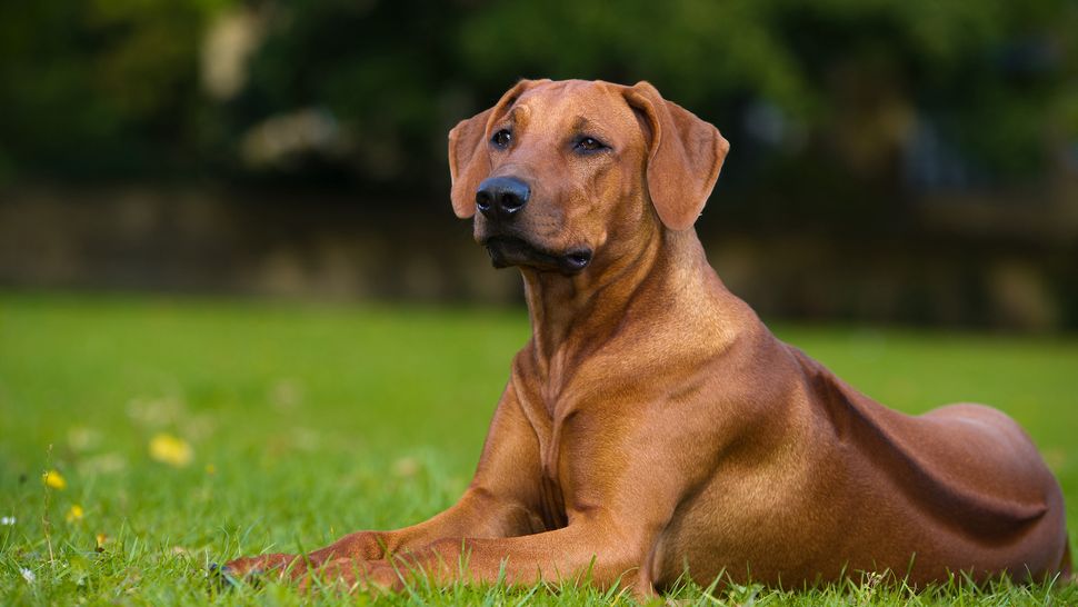 32 best dog breeds for warm climates | PetsRadar