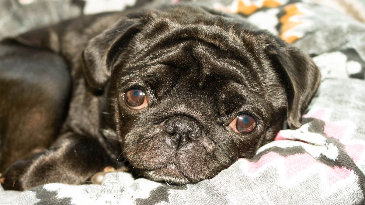 32 of the most common illnesses dogs get | PetsRadar