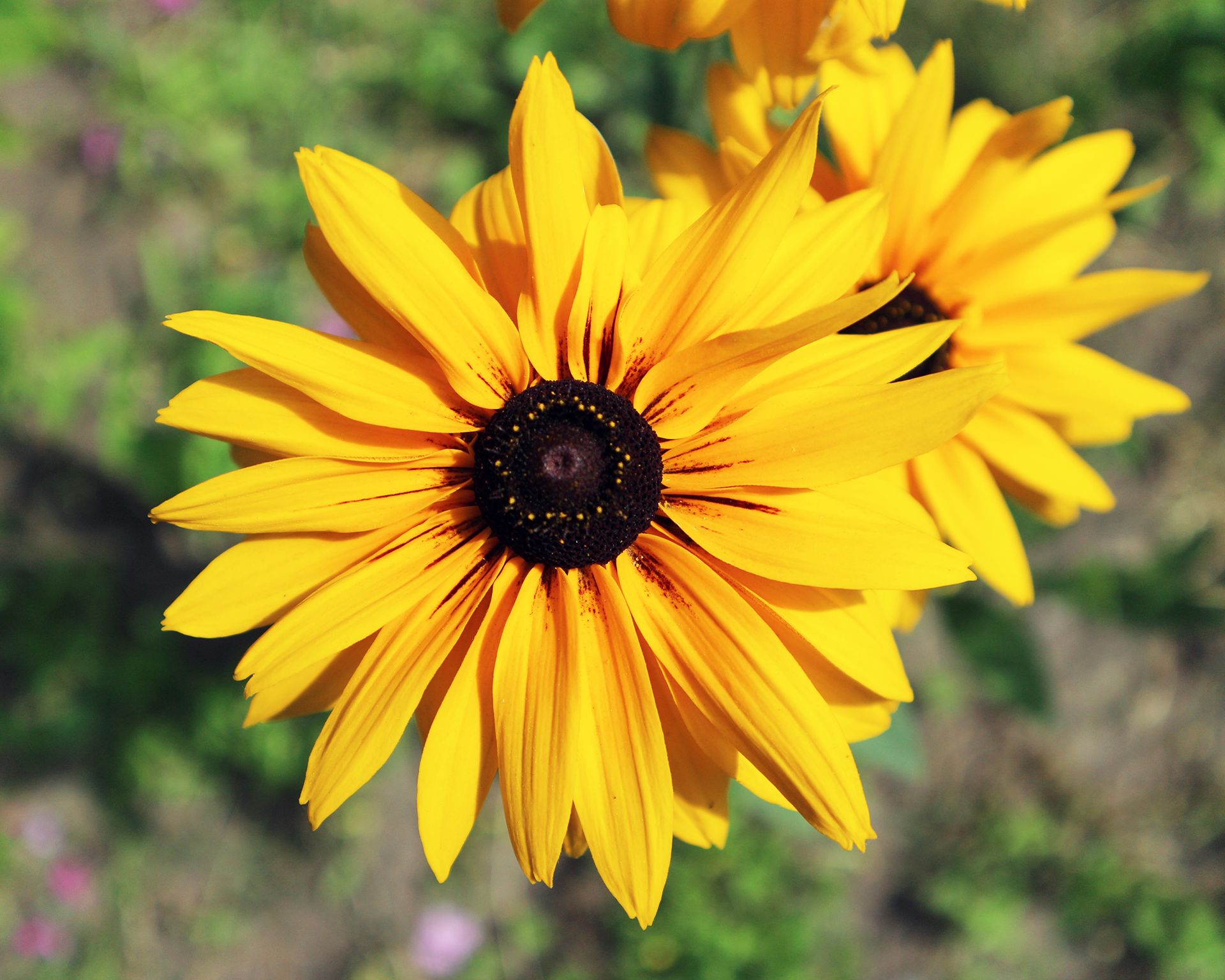 Sensational Black-Eyed Susan Varieties For Months Of Color | Gardening ...