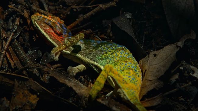 Watch chameleon erupt in color 'as if uttering her last words' in her ...