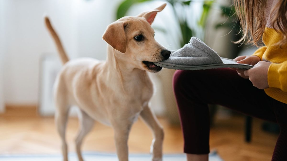32 things your pet is trying to tell you | PetsRadar