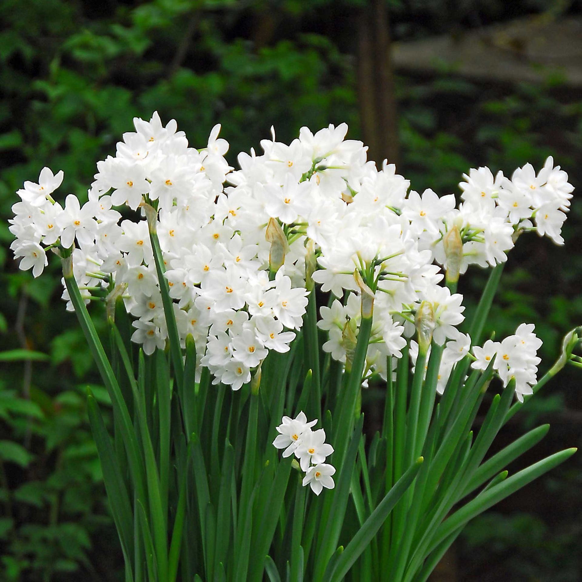 How to force bulbs in water – essential tips | Homes and Gardens