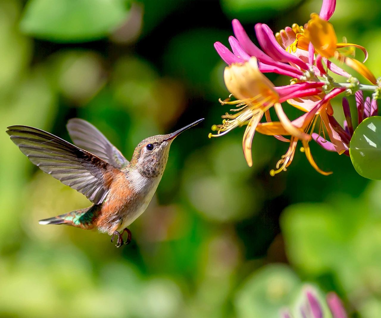 Hummingbird perches – how to offer them in your backyard | Homes and ...